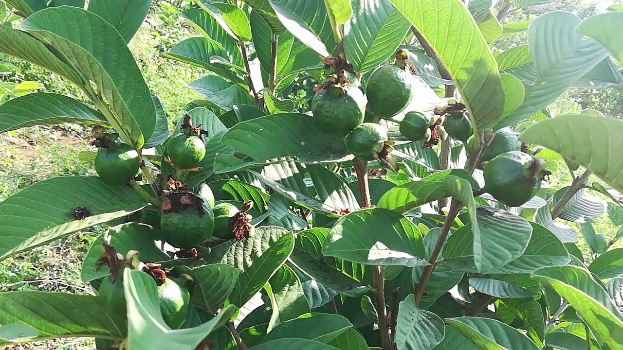 10 Months Taiwan Guava (JAMA) Cultivation - 10 నెలల తైవాన్ జామ తోట ...