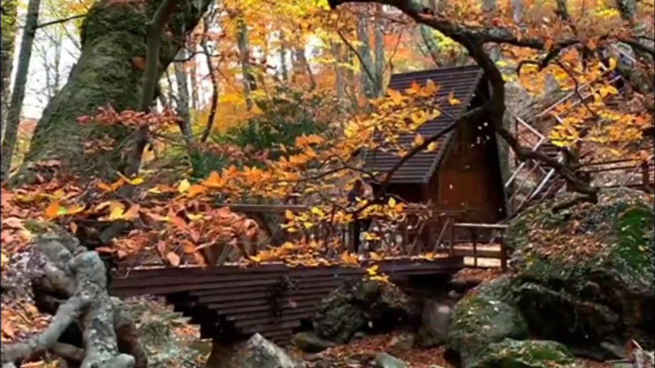 Relaxing music, autumn color combination, calm mind - YouTube