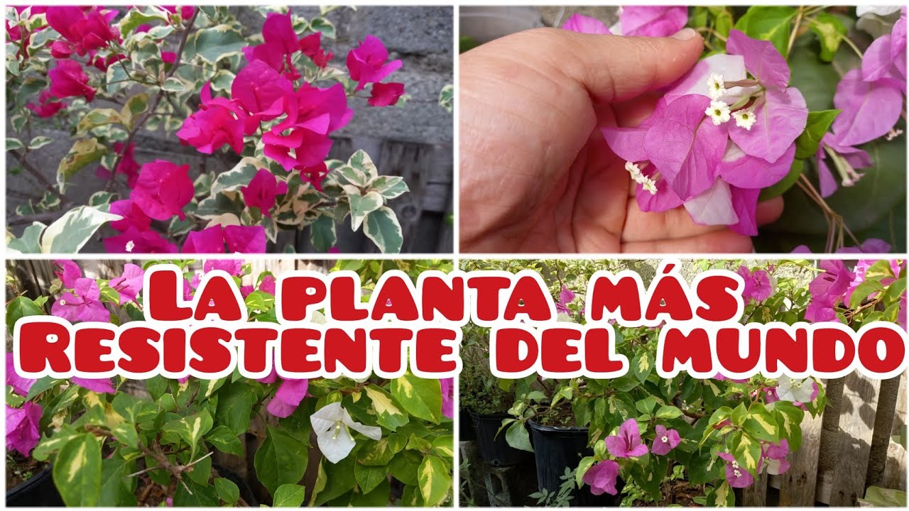 Como cultivar trinitarias o buganvilias en macetas: una opción perfecta ...
