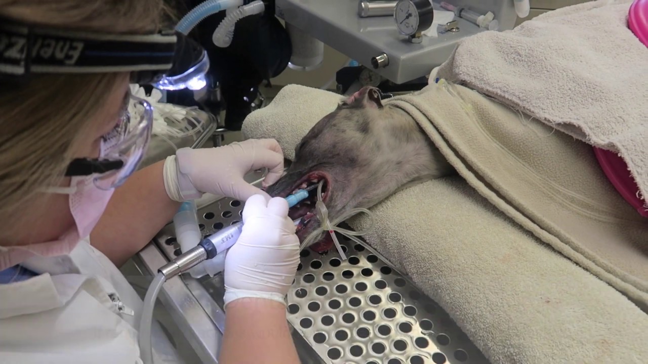 Professional Pet Dental Cleanings - YouTube
