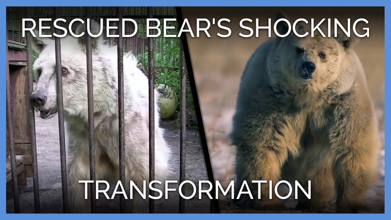 Rescued Bear's Shocking Transformation | PETA Animal Rescues - YouTube