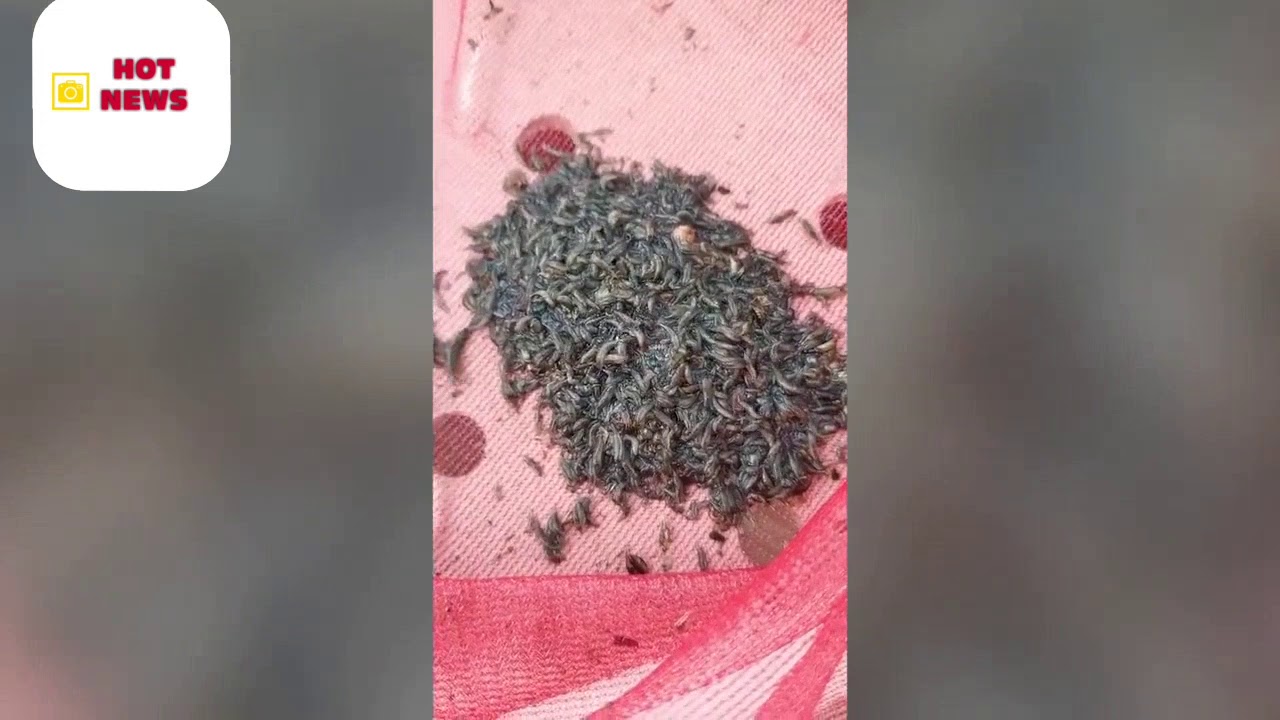 WEIRD CREATURES FOUND BY A FISHERMAN IN HIS POND IN THAILAND!!! - YouTube