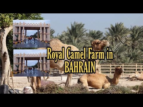 ROYAL CAMEL FARM: Here in BAHRAIN - YouTube