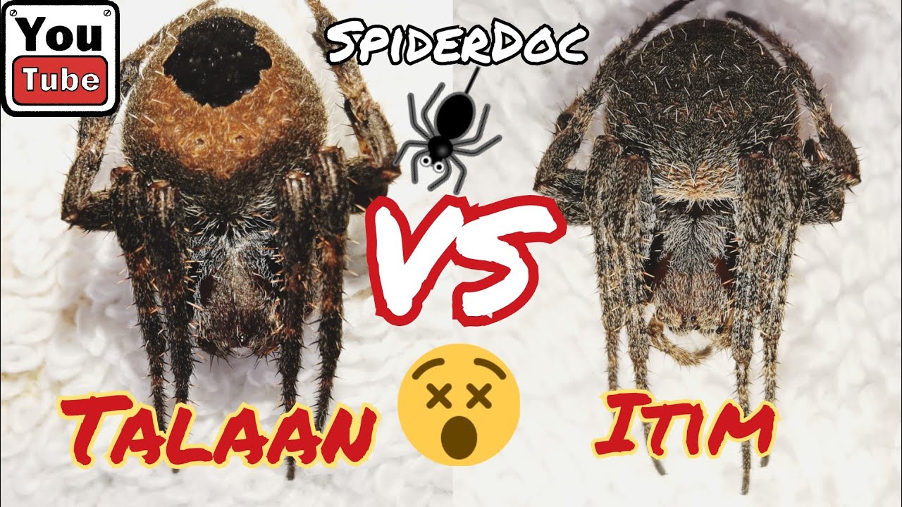 CEBU Spider Gaming: TALA vs ITIM. Fast Fight. Loaded Spider Fight ...