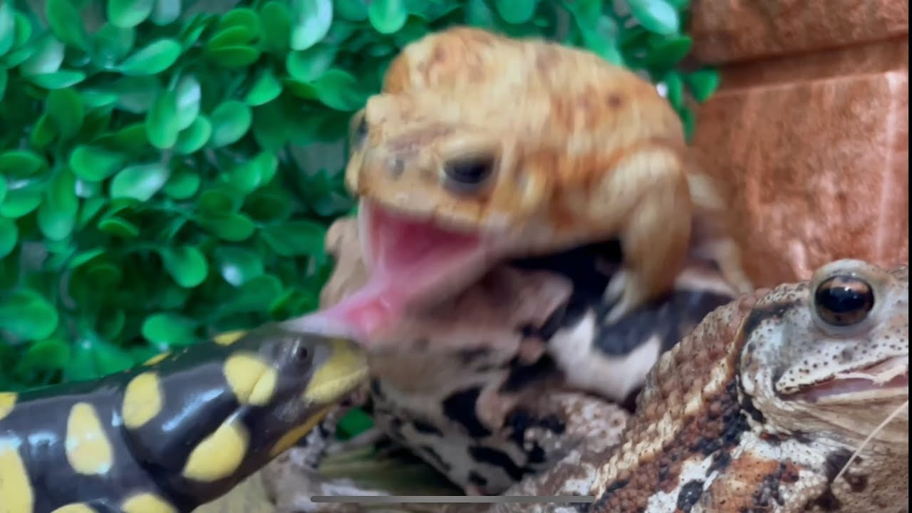 This is the battlefield！A sniper toad aiming from above. Miyako toad ...