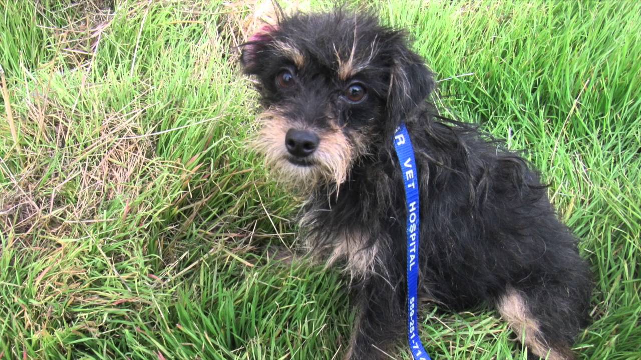 29 Dogs Rescued - YouTube