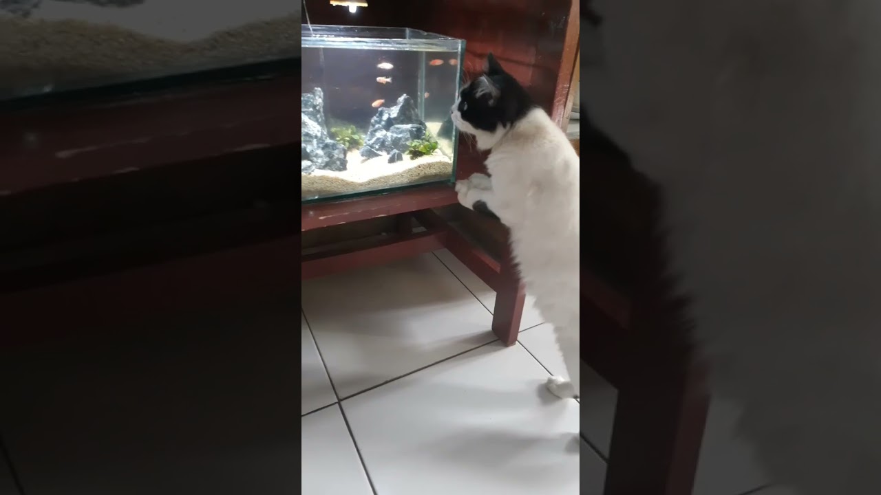 Kucing oreo mau mencuri 🙀😹 #cat #kucing #kucinglucu #tiktok #fyp # ...