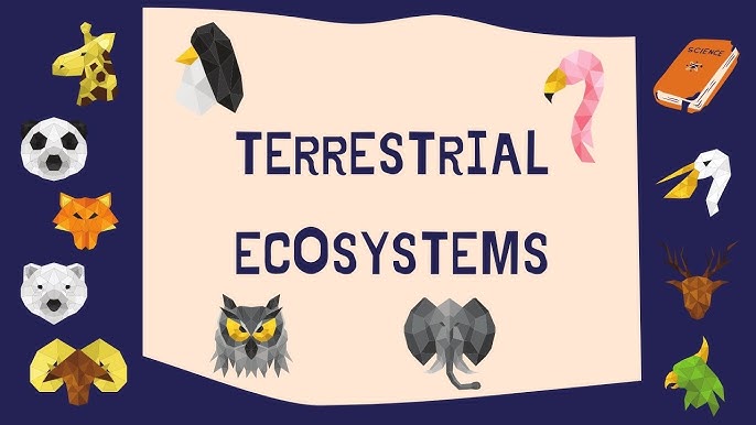 Terrestrial Ecosystems