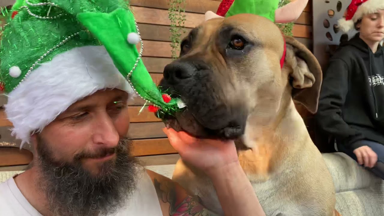 Big Boerboel Molly the Christmas Elf - YouTube