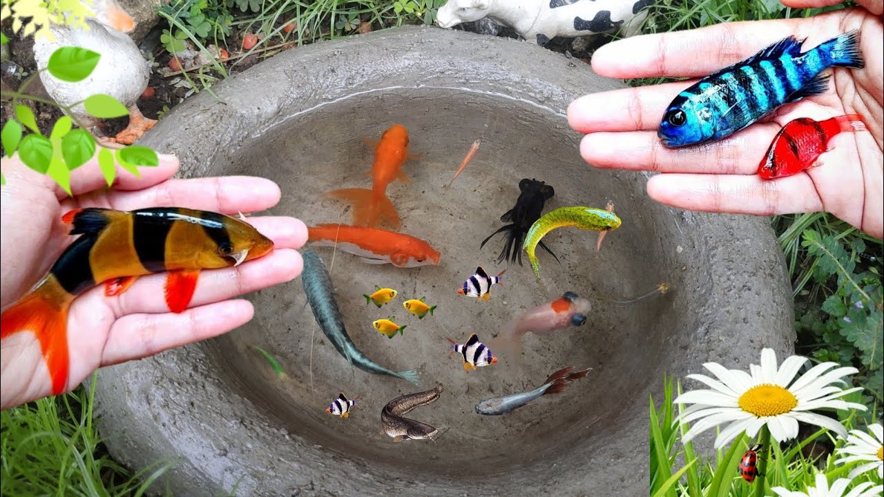 Catching Koi fish, Guppy fish, Ornamental Fish, Glofish, Catfish in ...