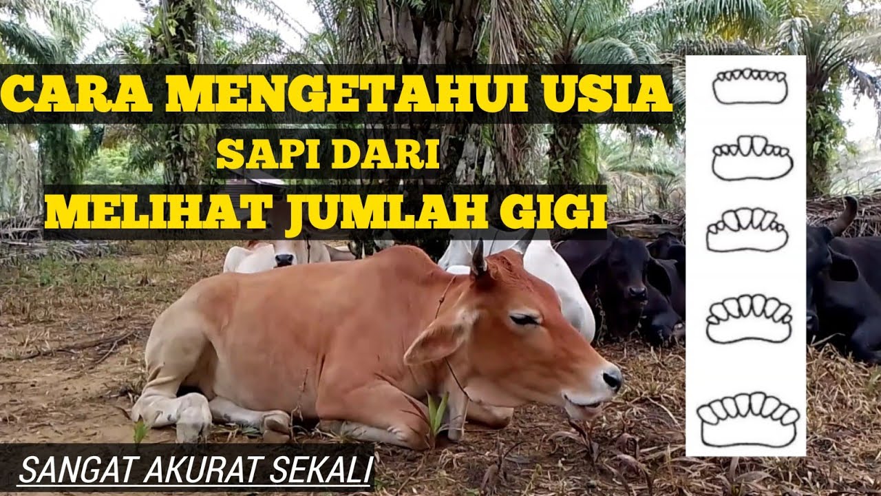 cara menapsir usia sapi dengan cara melihat gigi - YouTube
