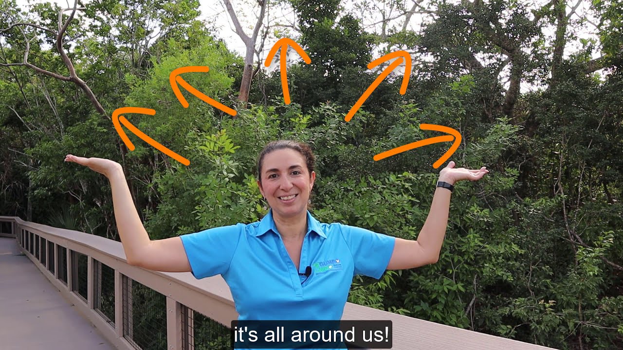 Gumbo Limbo Science Sessions 5th Grade: Energy - YouTube