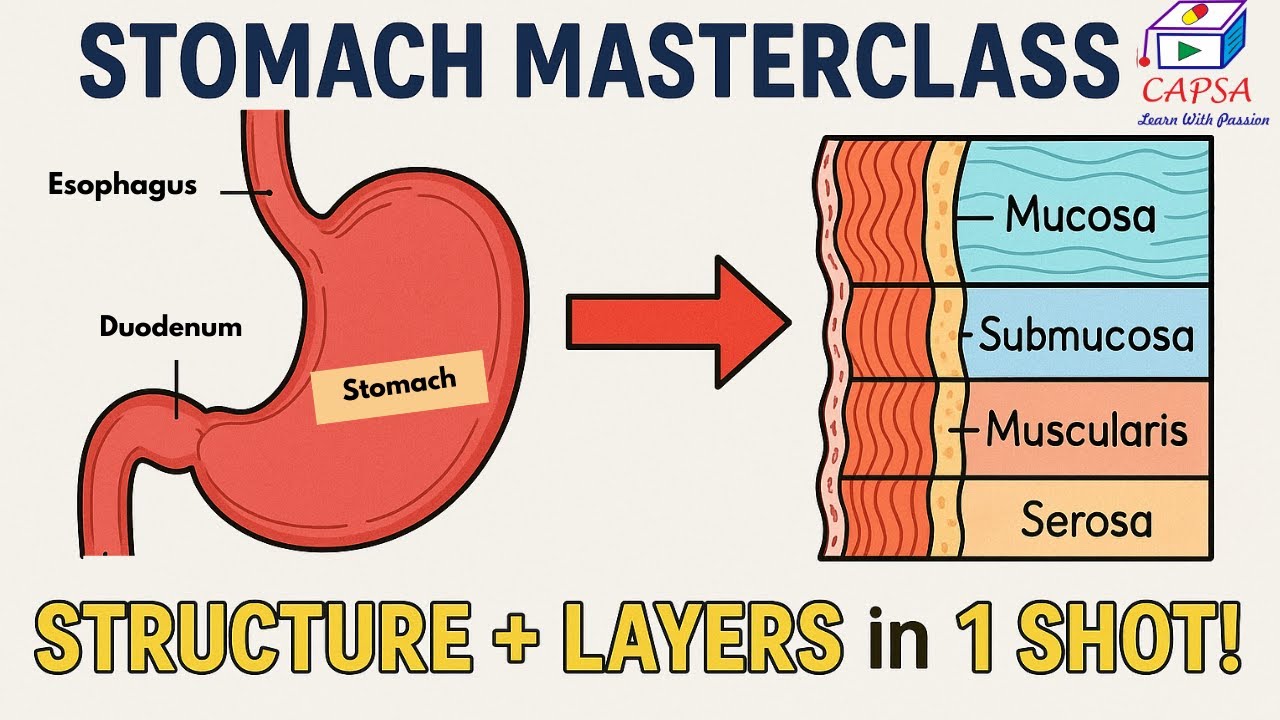 Stomach Structure & Function Explained | Layers, Cells, Nerves, Role ...