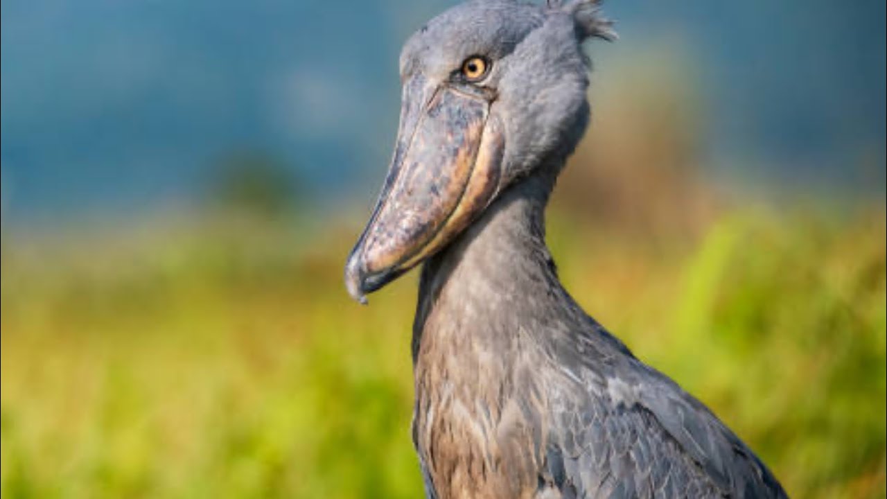 Ai Facts about the Shoebill Bird - YouTube