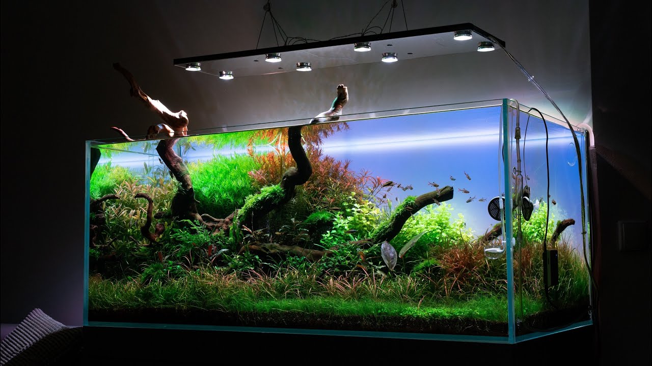 PODŚWIETL SWOJE AKWARIUM - LIGHTGROUND RGB - YouTube