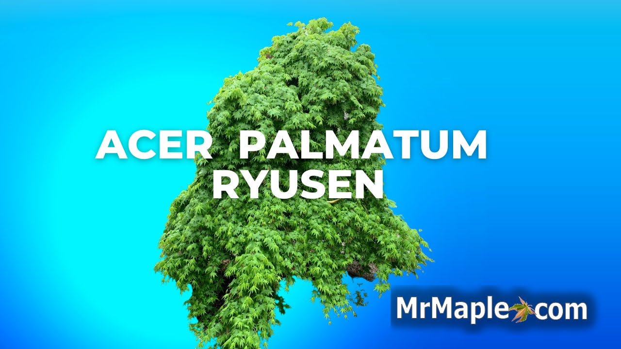 Acer palmatum 'Ryusen' | Rare Weeping Japanese Maple | MrMaple Clips 🍁 ...