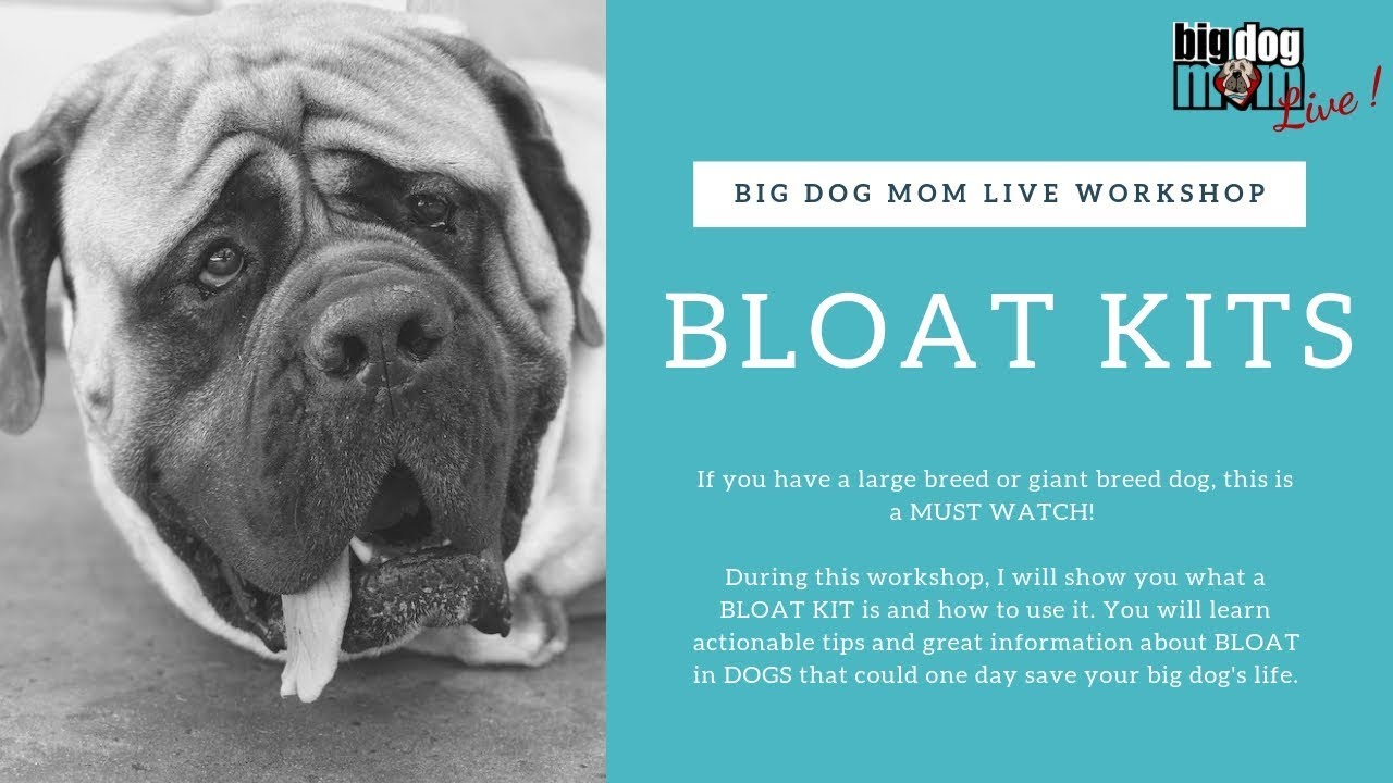 Bloat Kit - What a bloat kit is and how to use one during bloat (GDV ...