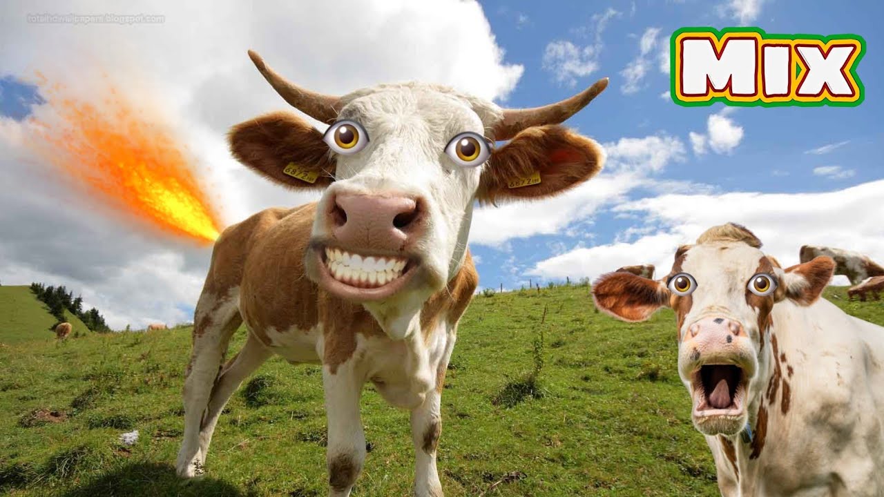 CRAZY COW DANCE | SONG 🤠 VIDEOS COW | DANCE SONG - YouTube