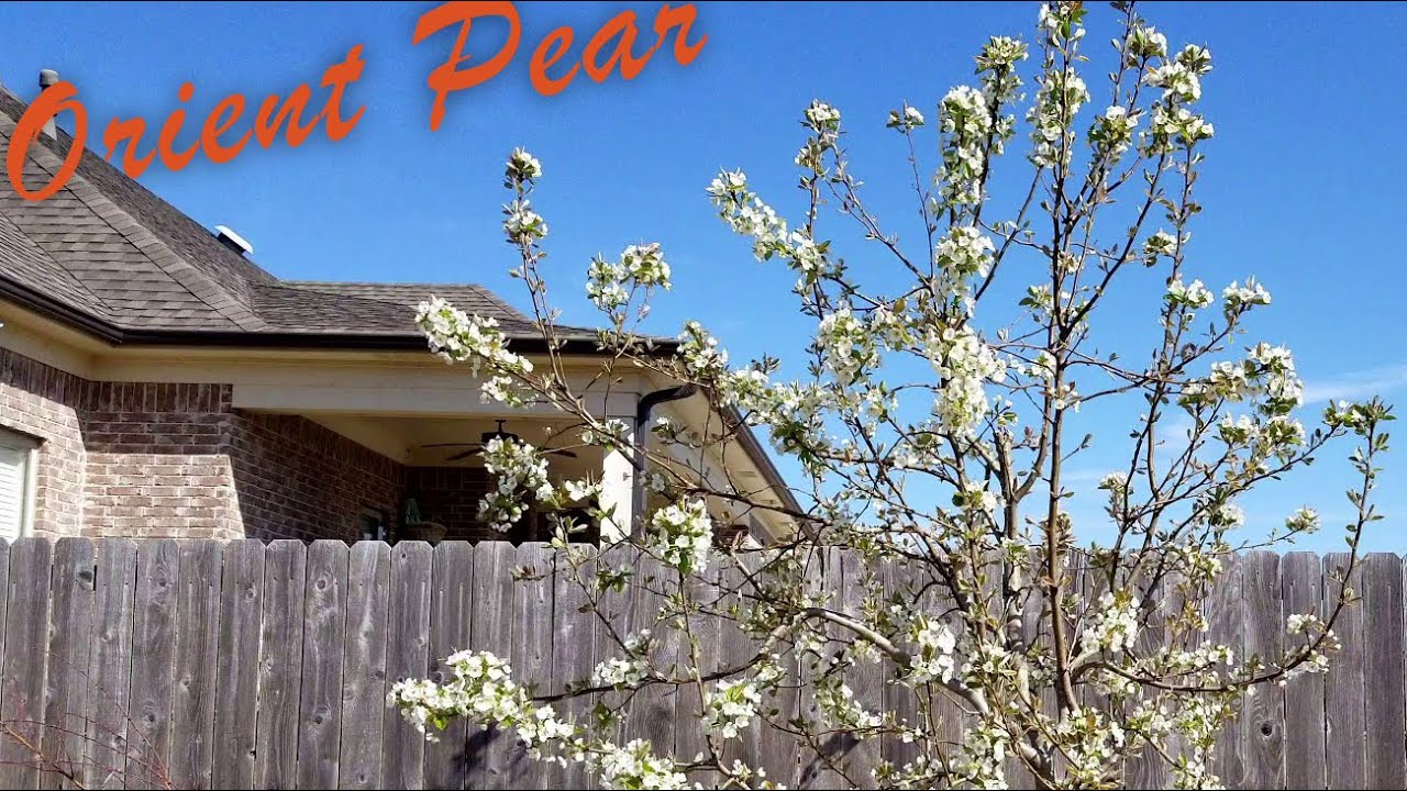 Orient Pear Tree 21 March 2021 - YouTube
