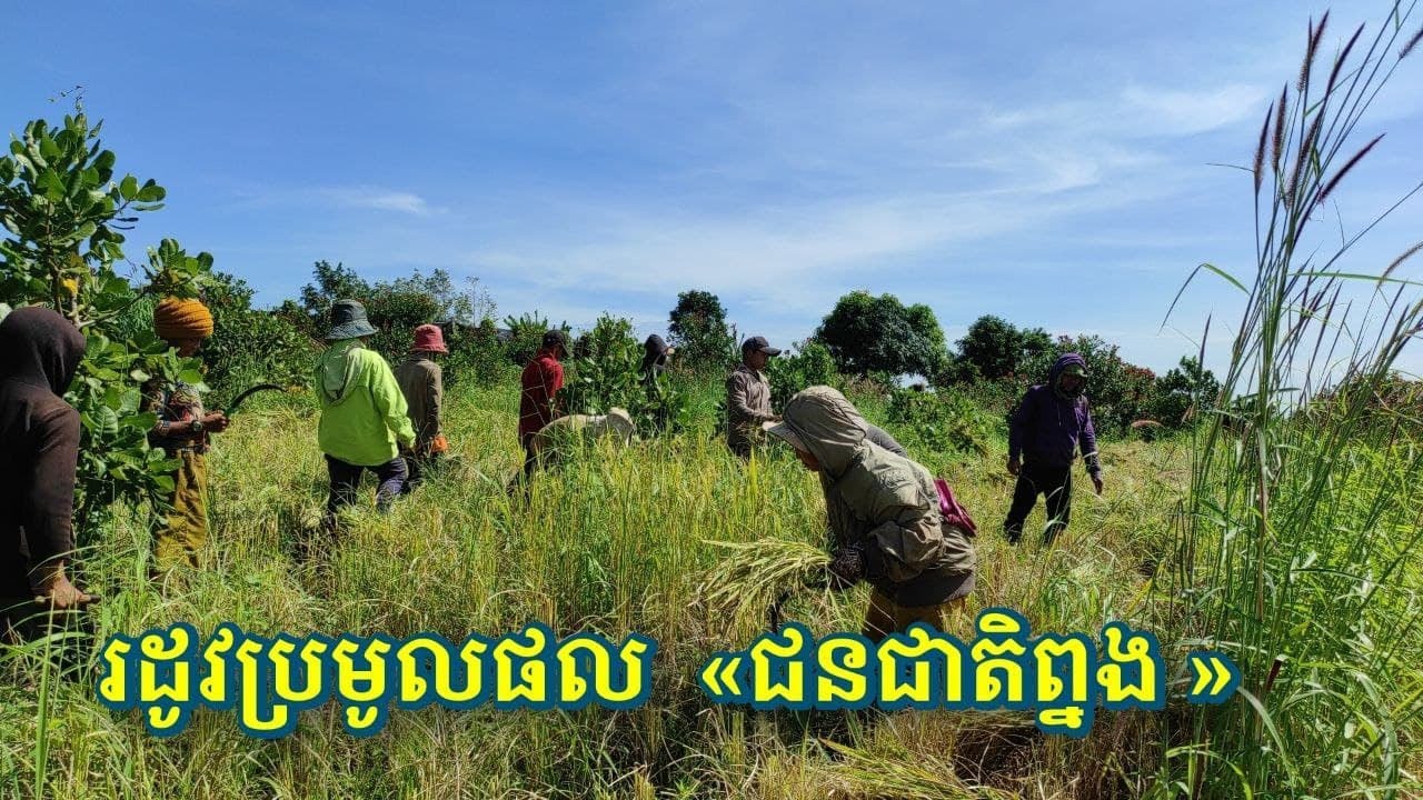 រដូវច្រូតកាត់របស់ជនជាតិដើមភាគតិចព្នង ខេត្តមណ្ឌលគិរី។Harvest season of ...