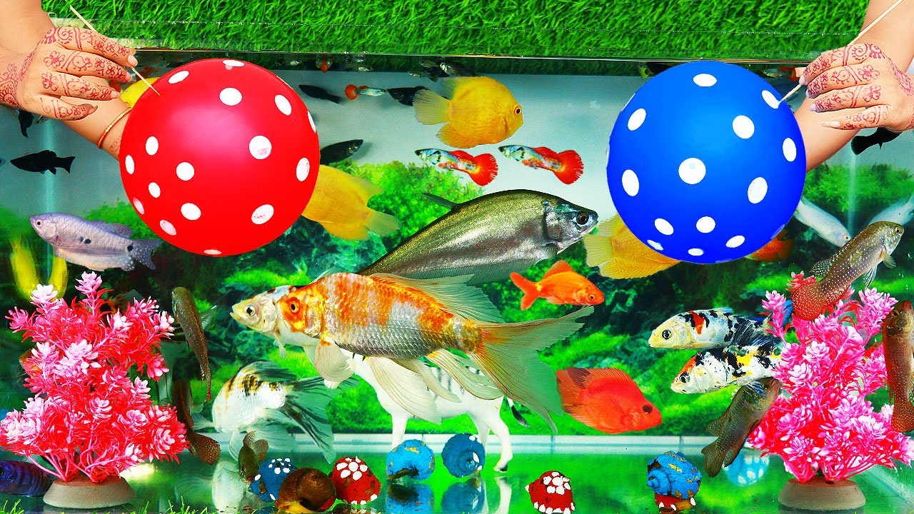 Existing fishes come out from bellon molly guppy parrot goldfish beeta ...