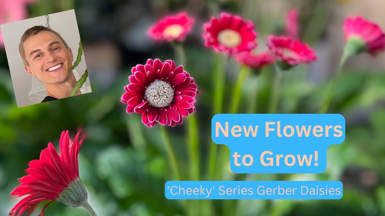 'Cheeky' Gerber Daisies - Try these New Plants! - YouTube