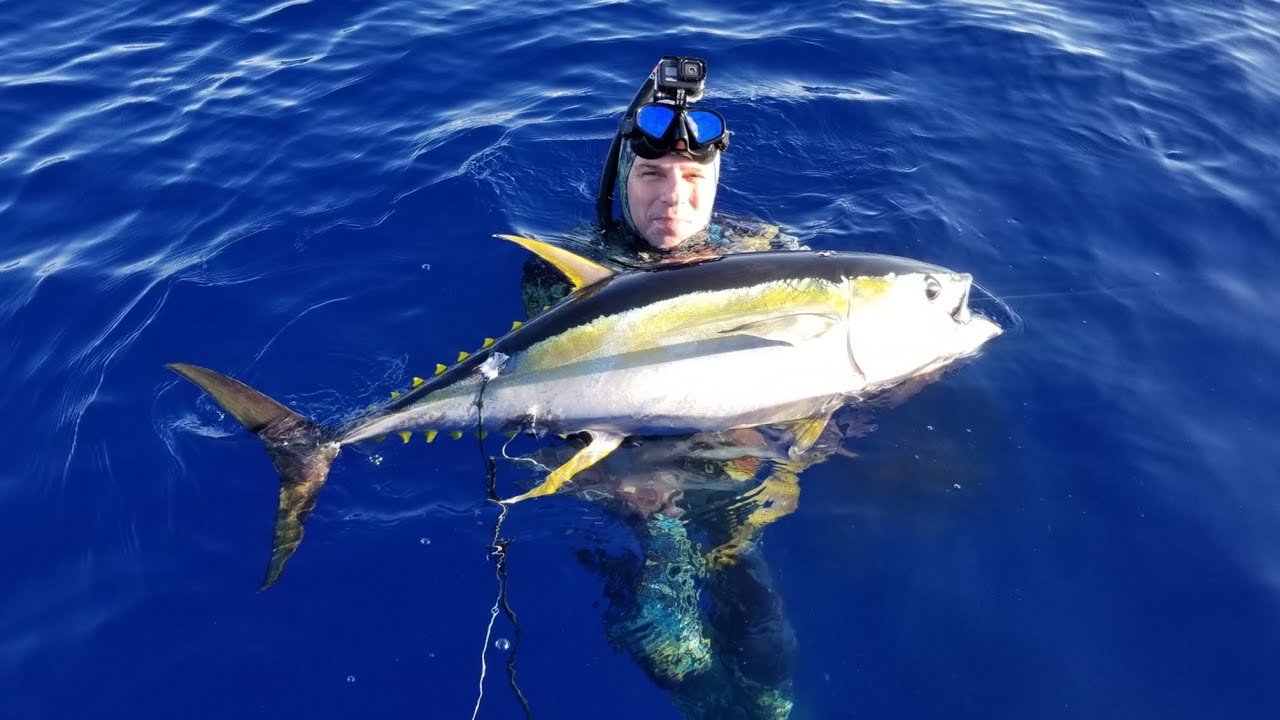 Pesca Sub Atum, Rio de Janeiro, Tuna Spearfishing com Diego Santiago ...