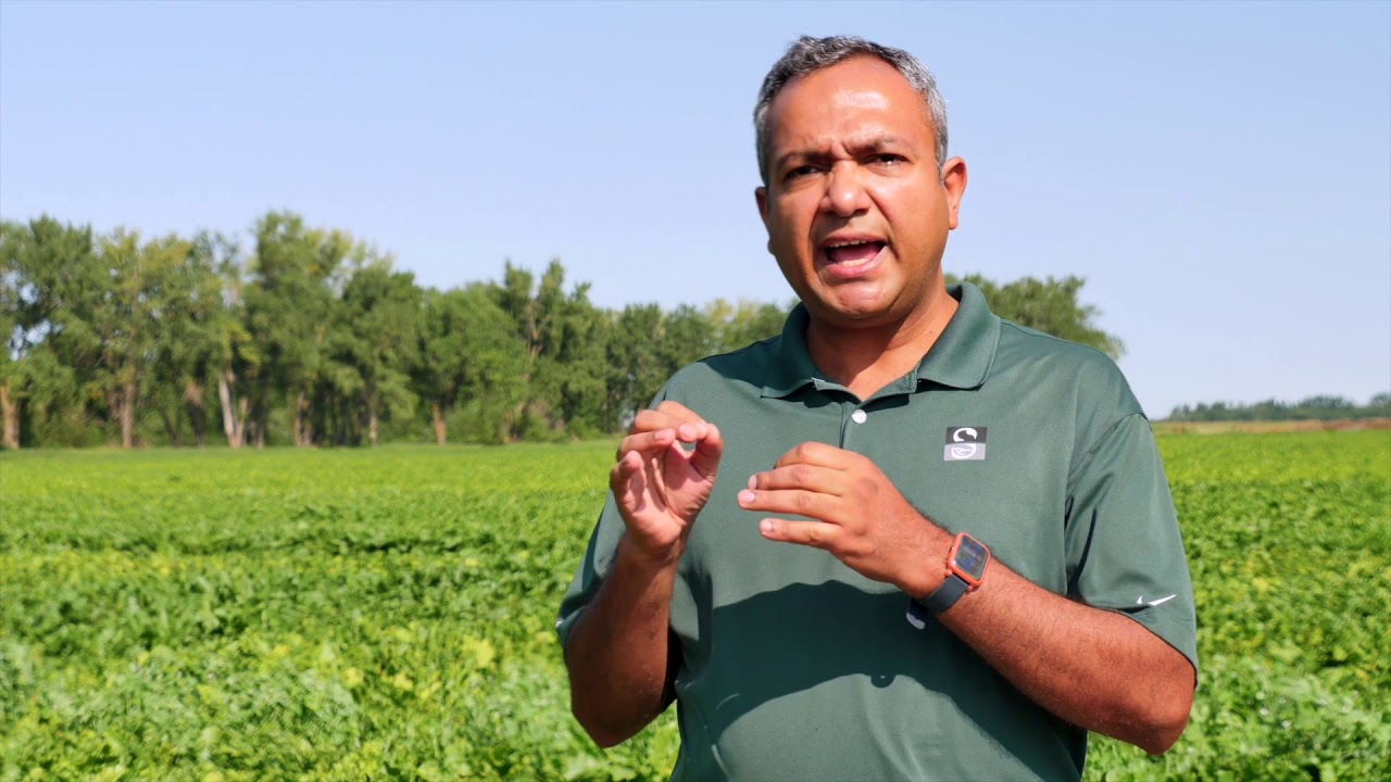 Checklist for Cover Crops and Sugar Beets - YouTube
