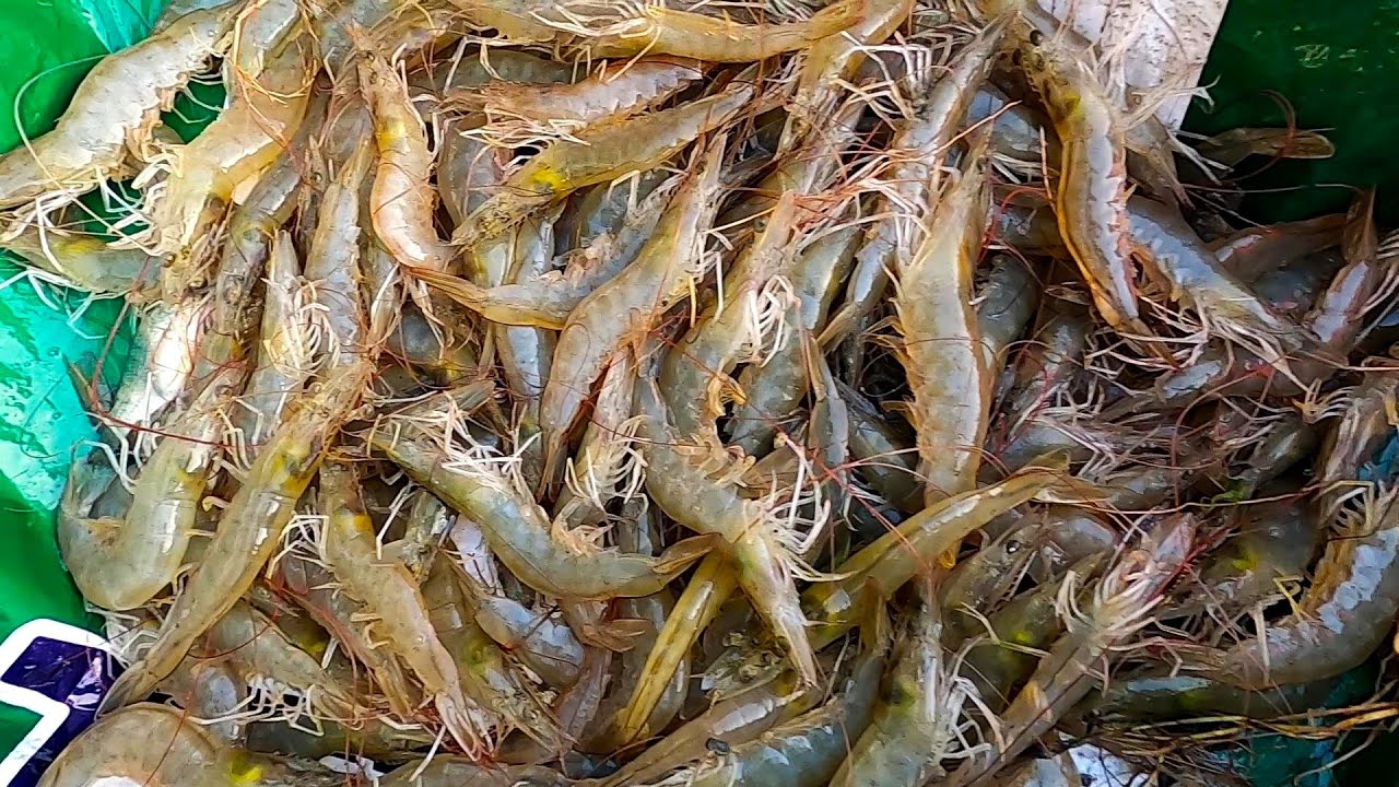 FRESH WATER PRAWN CATCHING VIDEOS - YouTube