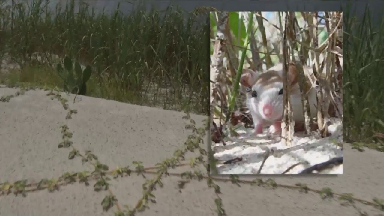 Several agencies working to save the Anastasia Beach mouse - YouTube