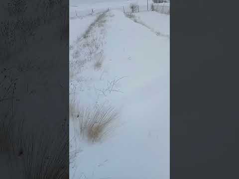 karda tavşan izi takibi..