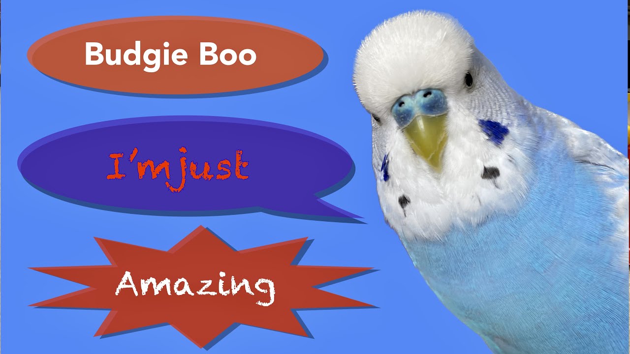 Budgie Boo, playing and talking and having fun. - YouTube