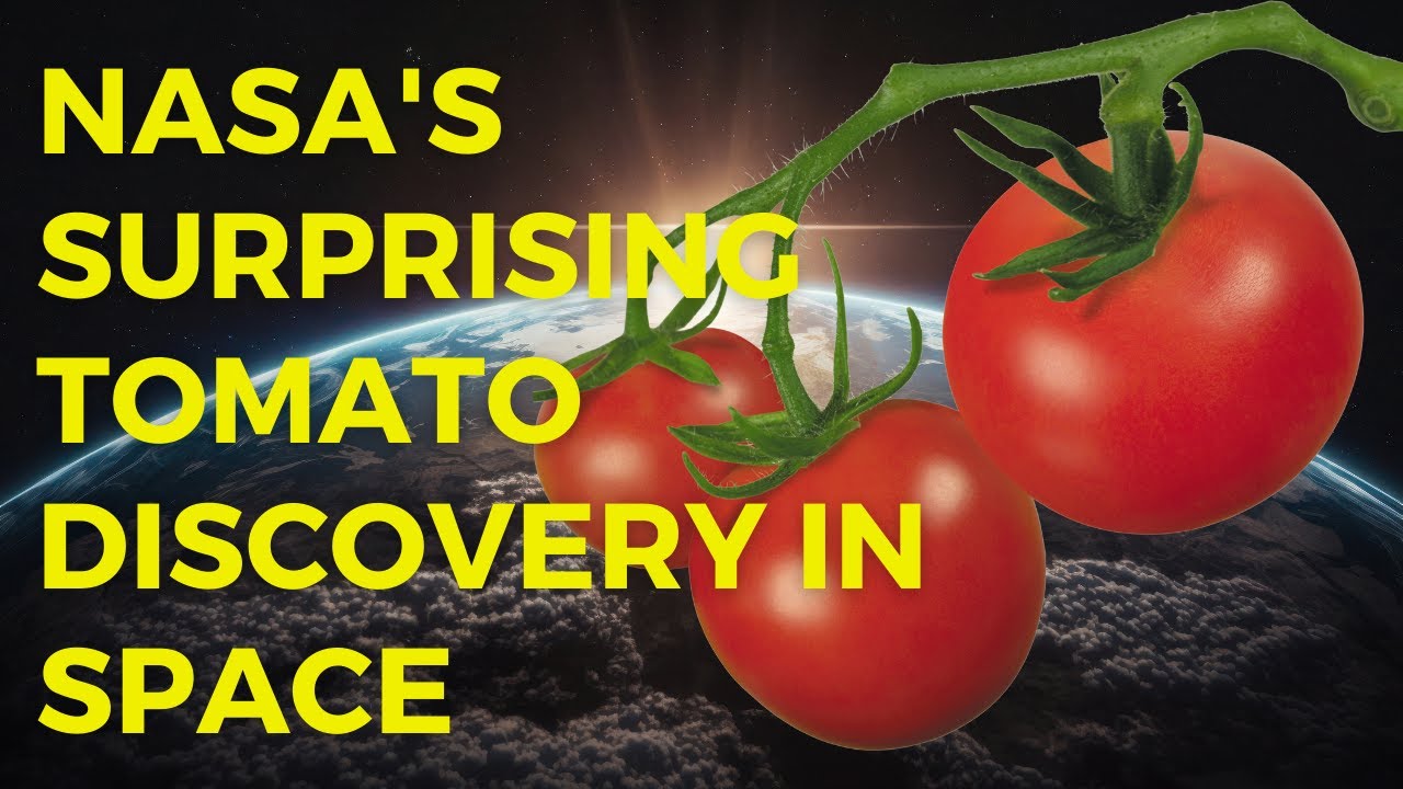 Lost in Space NASAs Tomato Discovery and the Future of Space Farming ...