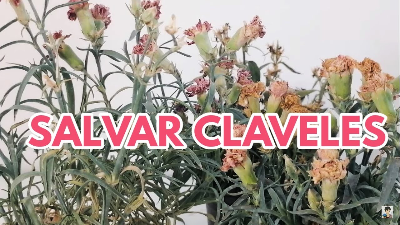 claveles plantas cuidados chuyito jardinero - YouTube