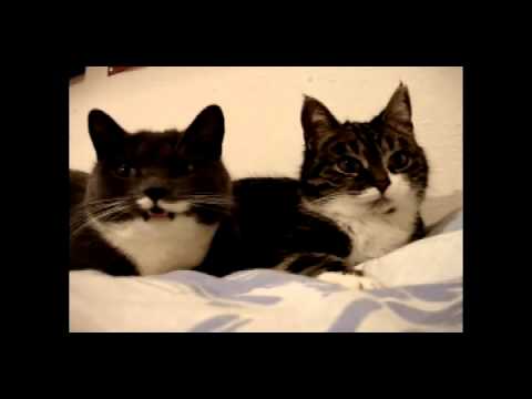 Cats Rapping Push It.avi - YouTube
