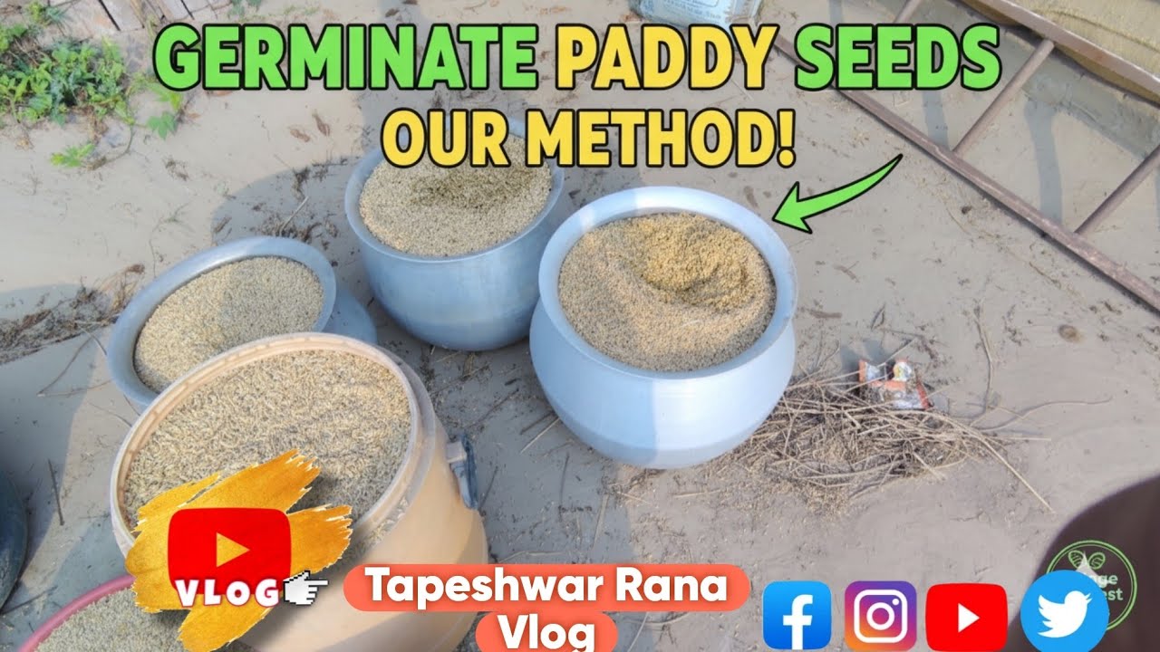 How We Germinate Paddy Seeds!🌾| Day 4 Challenge Tapeshwar Rana Vlog ...