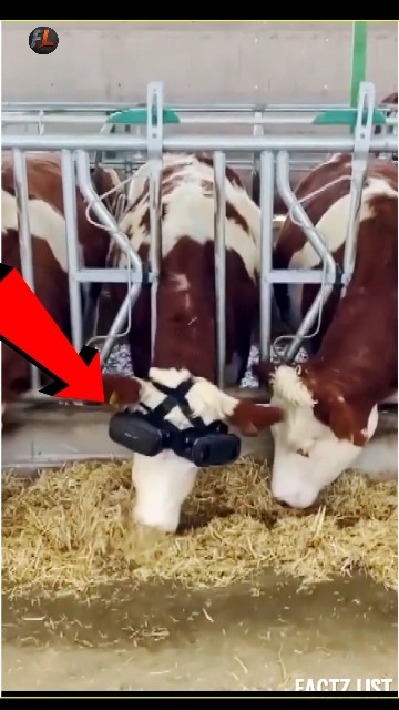 why do cows wear VR headset 😰#facts #shorts #trending - YouTube