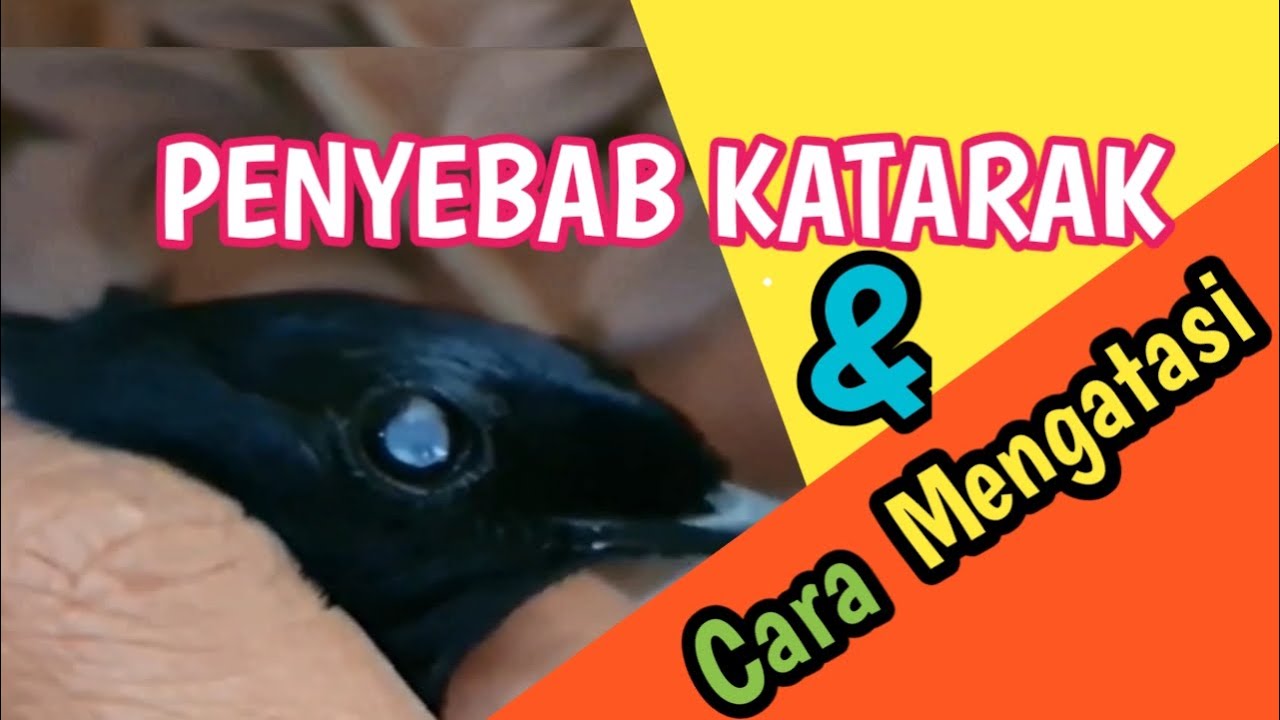 Penyebab dan cara mengatasi mata burung katarak - YouTube