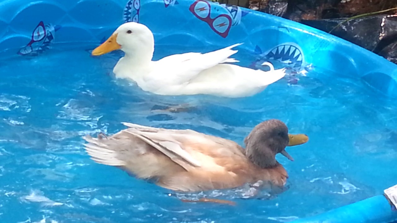 Just ducks - YouTube