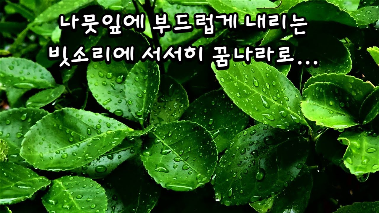 나뭇잎에 부드럽게 내리는 빗소리에 서서히 꿈나라로 Asmr 숙면 꿀 잠 공부 집중 Youtube