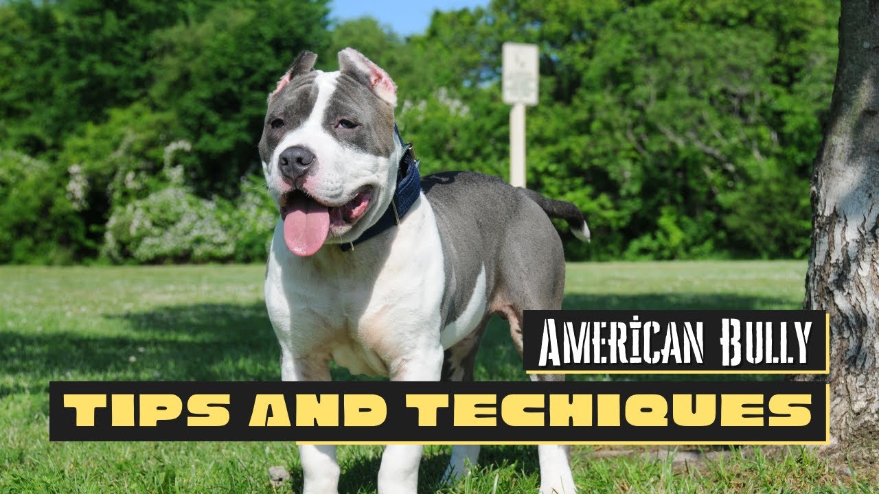 American Bully Training: Tips and Techniques - YouTube