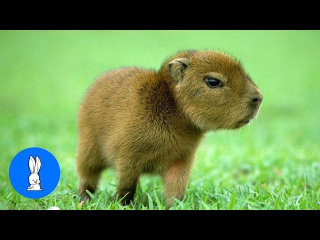 Capybara Baby Cute
