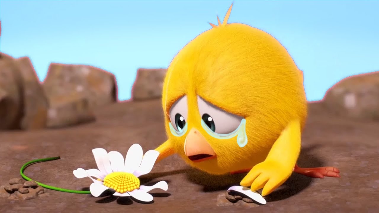 Chicky y la última flor | ¿Dónde está Chicky? | Pollito pio | Colección ...
