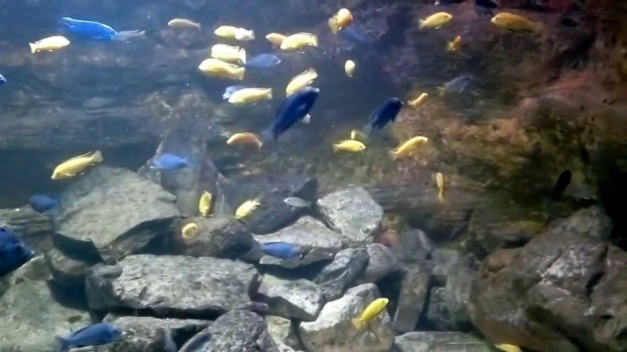 Zoo d'Anvers très beau parc animalier cette vidéo représente toute ...