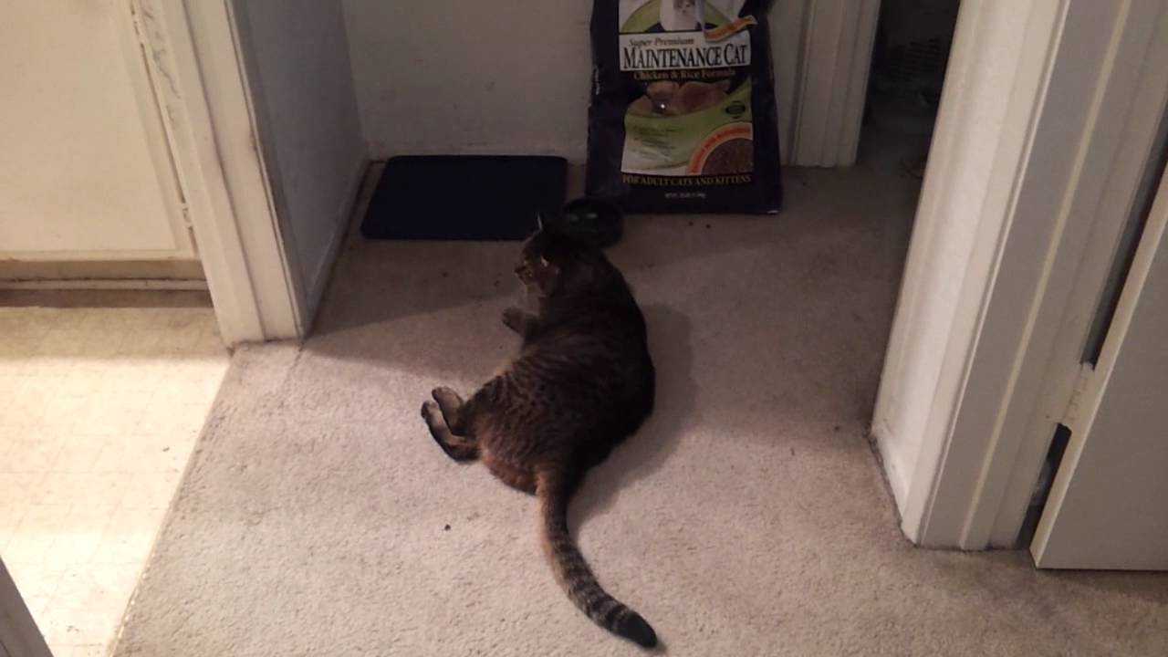 Kitty Hobbs - My Cat on Pain Meds - YouTube