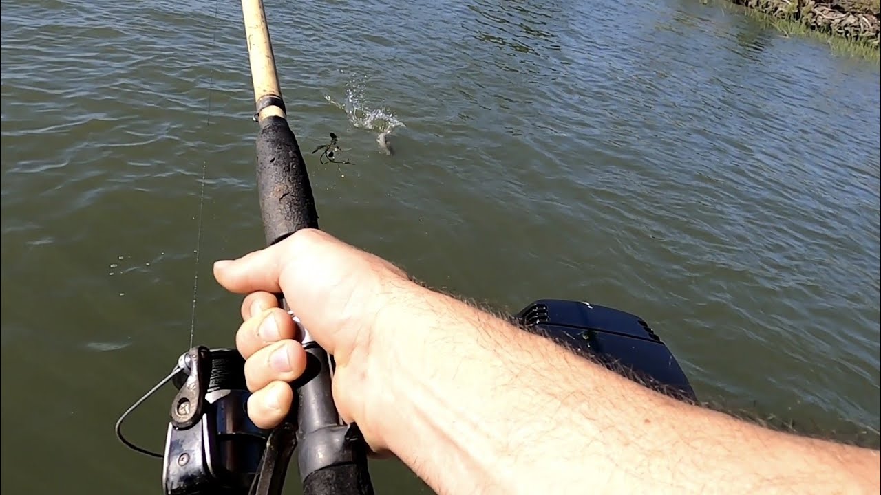Fishing the Sacramento River-California Delta #stripedbass #catfish ...