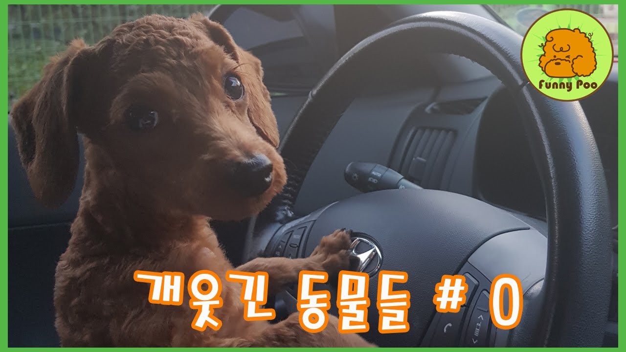 개웃긴 동물 짤방 #0(funny GIFs with animals) [break time] - YouTube