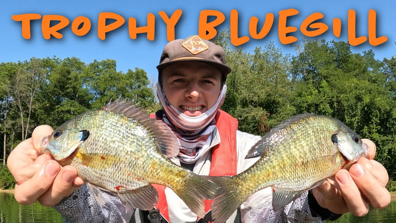 Trophy Bluegill Catch and Cook - YouTube
