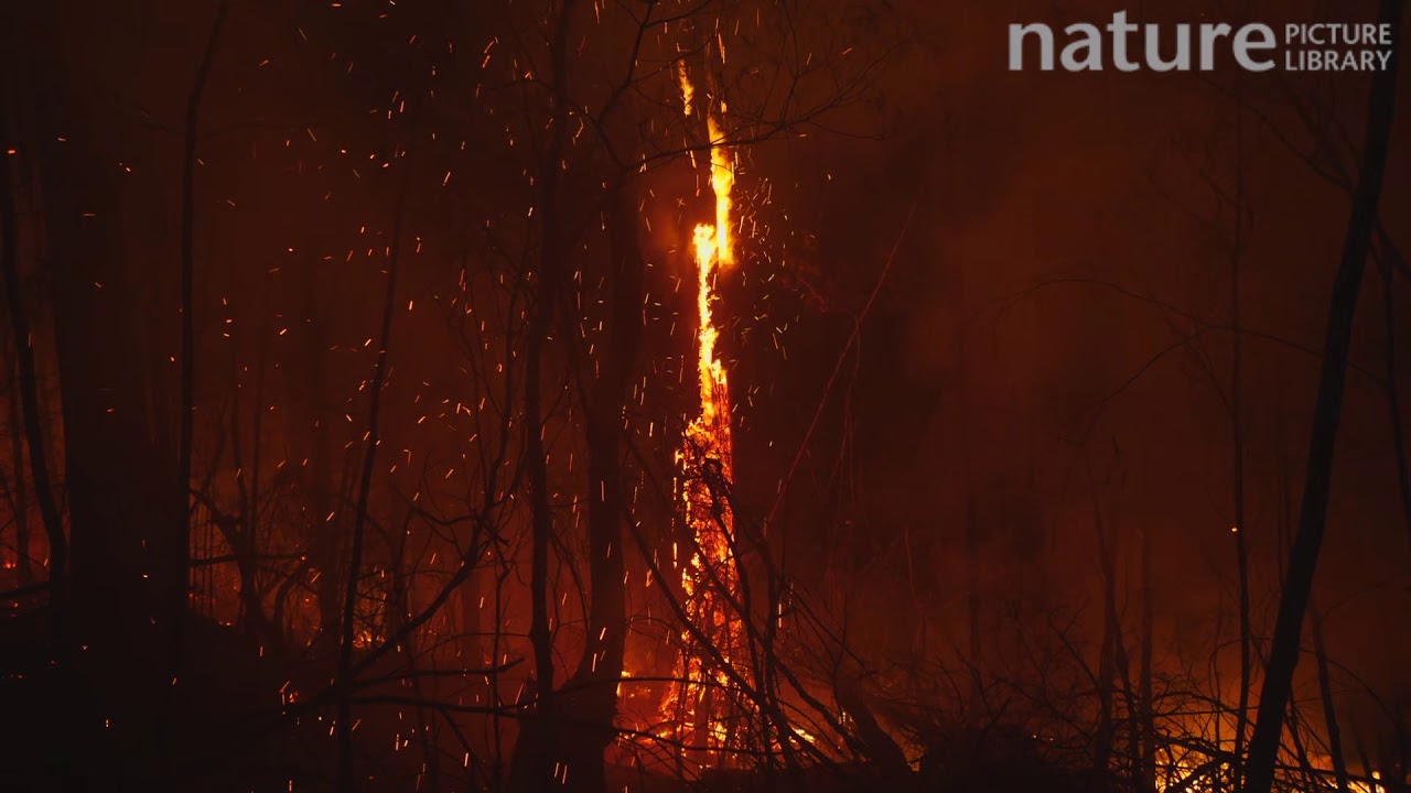 Slow motion clip of dead trees continuing to burn after a bushfire, NSW ...