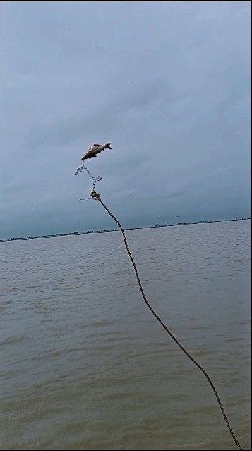 50 kg of fishing bait being thrown into the river #hookfishing #short # ...